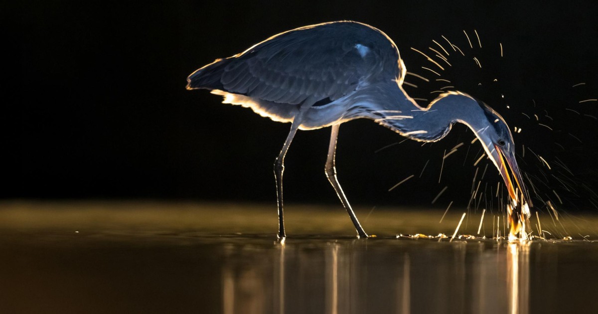 DISCOVERY DELTA - Oltremare